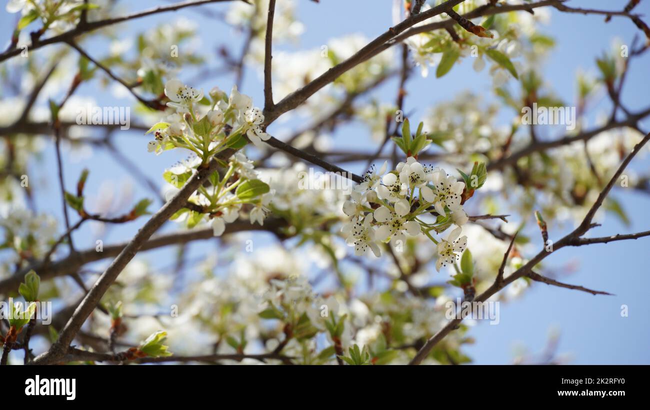 Blühender Birnenbaum Pyrus syriaca Diese Familie von Zierbäumen bringt ...