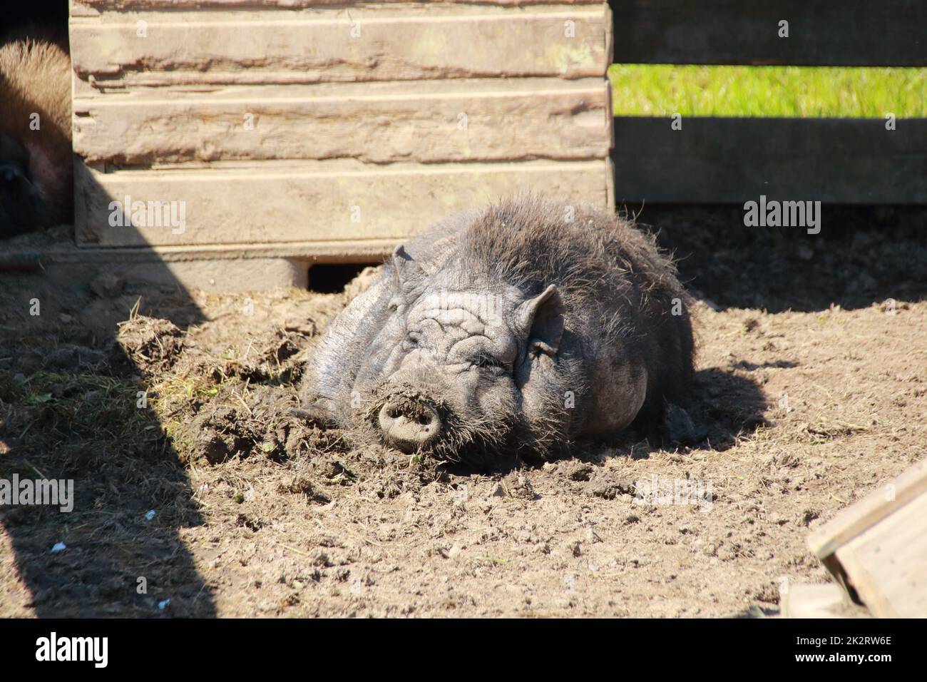 Fettes schwein -Fotos und -Bildmaterial in hoher Auflösung – Alamy