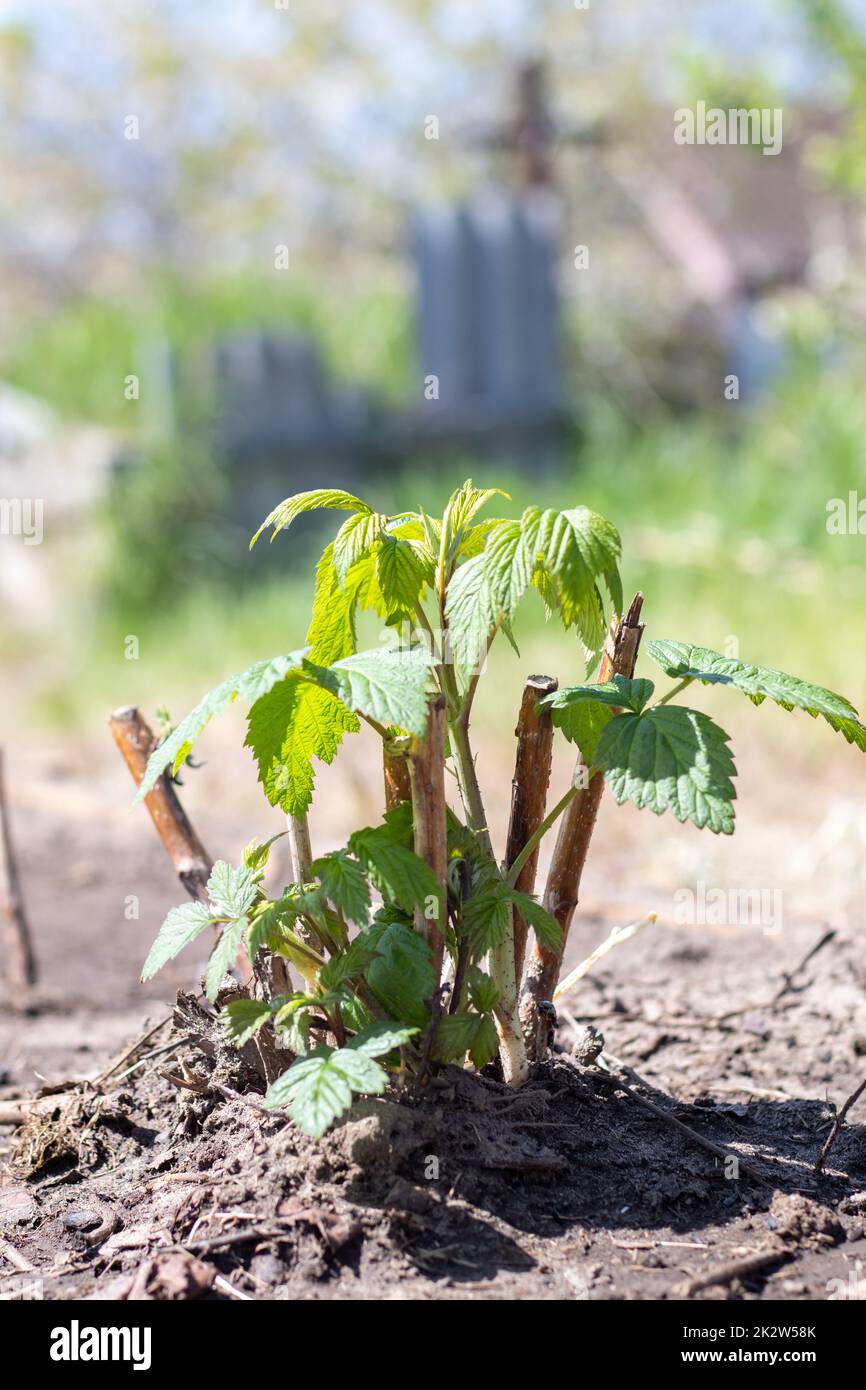 Kleiner himbeerstrauch -Fotos und -Bildmaterial in hoher Auflösung – Alamy