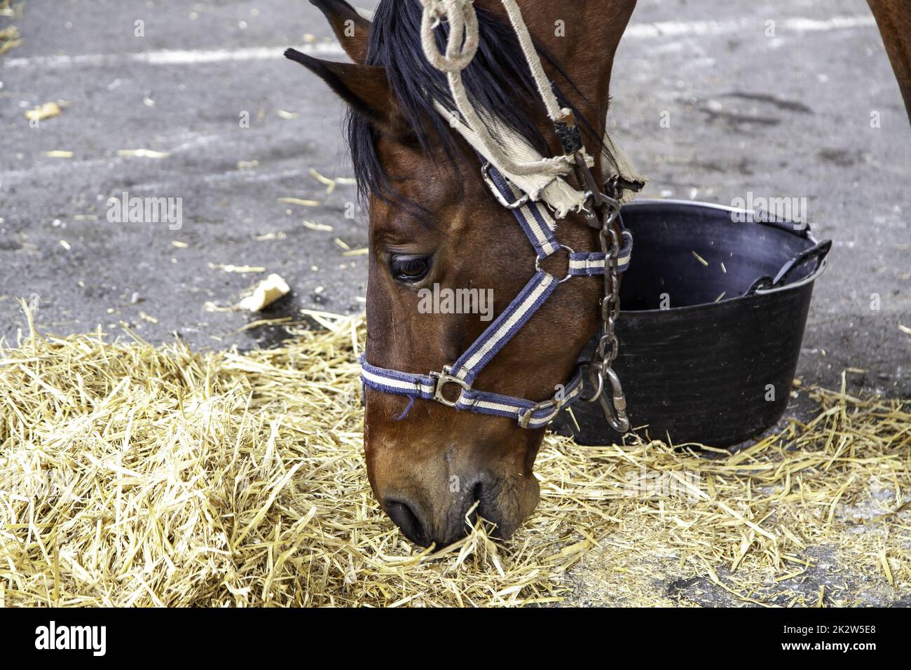 Stroh tier -Fotos und -Bildmaterial in hoher Auflösung – Alamy