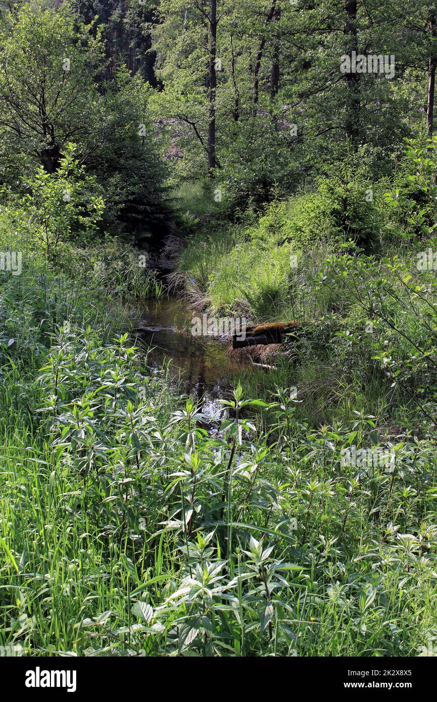 Die kleine Schmalenau ist ein Fluss von Nordrhein-Westfalen. Es ist ein ...