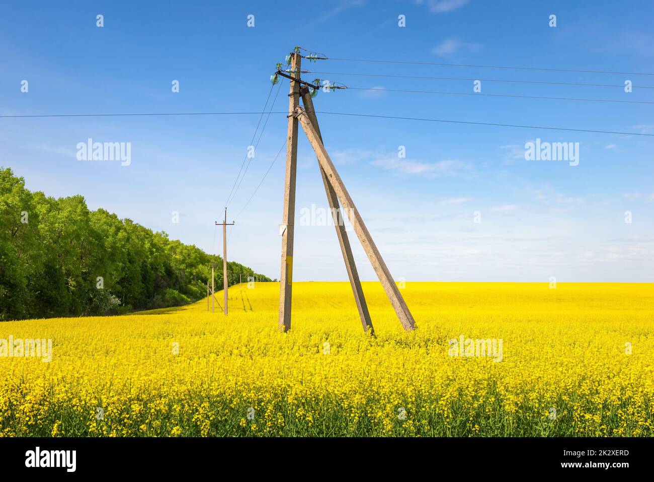 Raps feld hintergrund -Fotos und -Bildmaterial in hoher Auflösung – Alamy