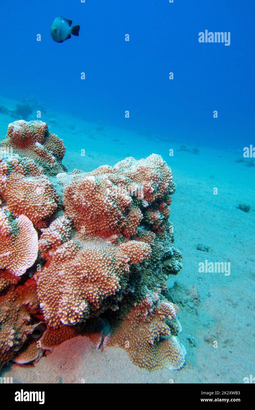 Farbenprächtiges, malerisches Korallenriff am Boden des tropischen ...