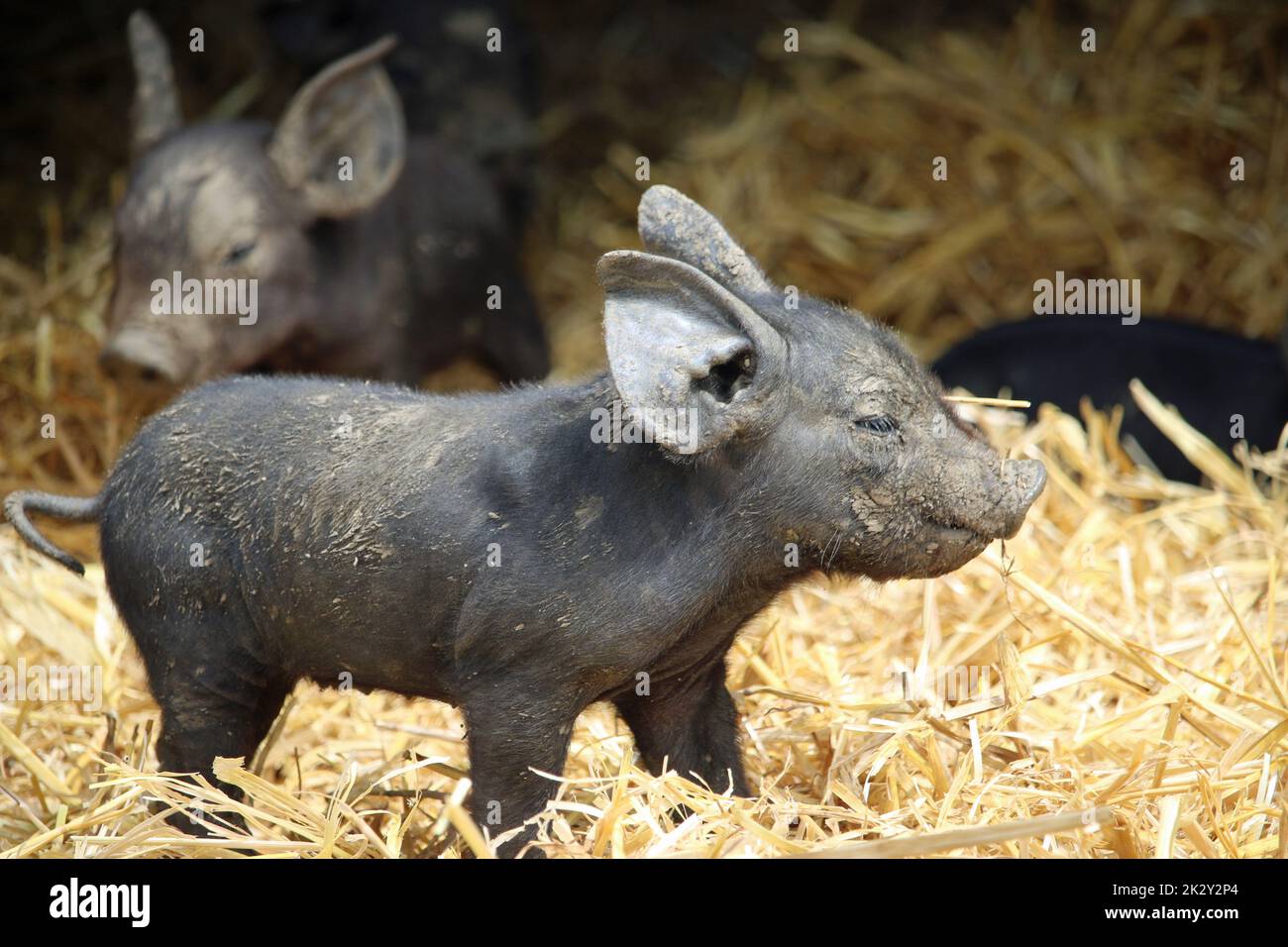 Ferkel im stroh -Fotos und -Bildmaterial in hoher Auflösung – Alamy