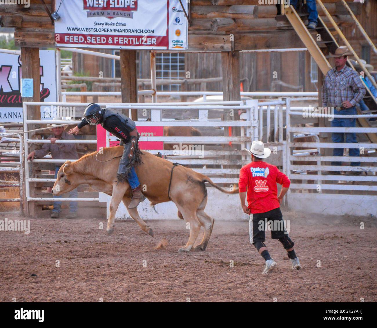 Ein Cowboy in Helm und Schutzkleidung versucht, so lange wie möglich ...