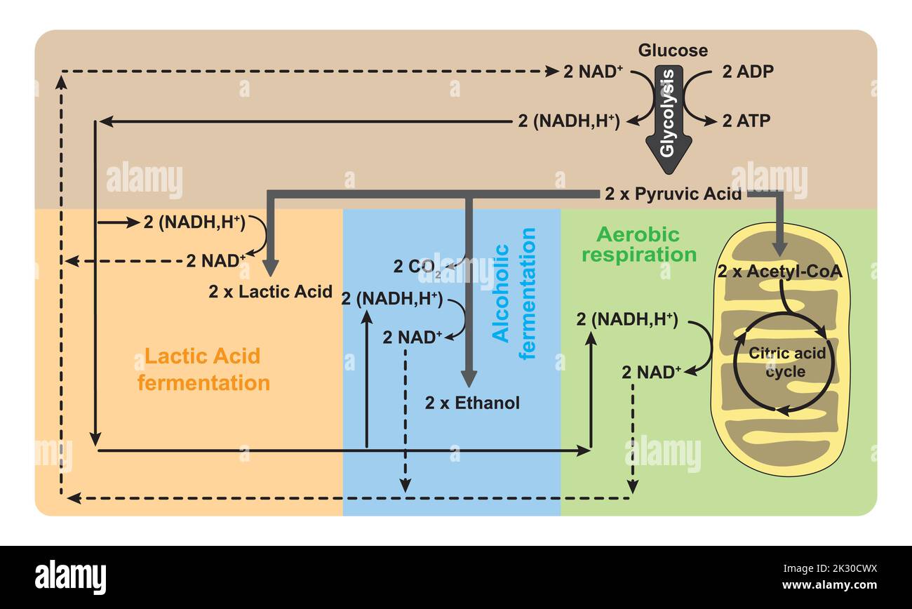 Glykolyse, Aerobe Respiration Und Anaerobe Fermentation In Einem Schema ...
