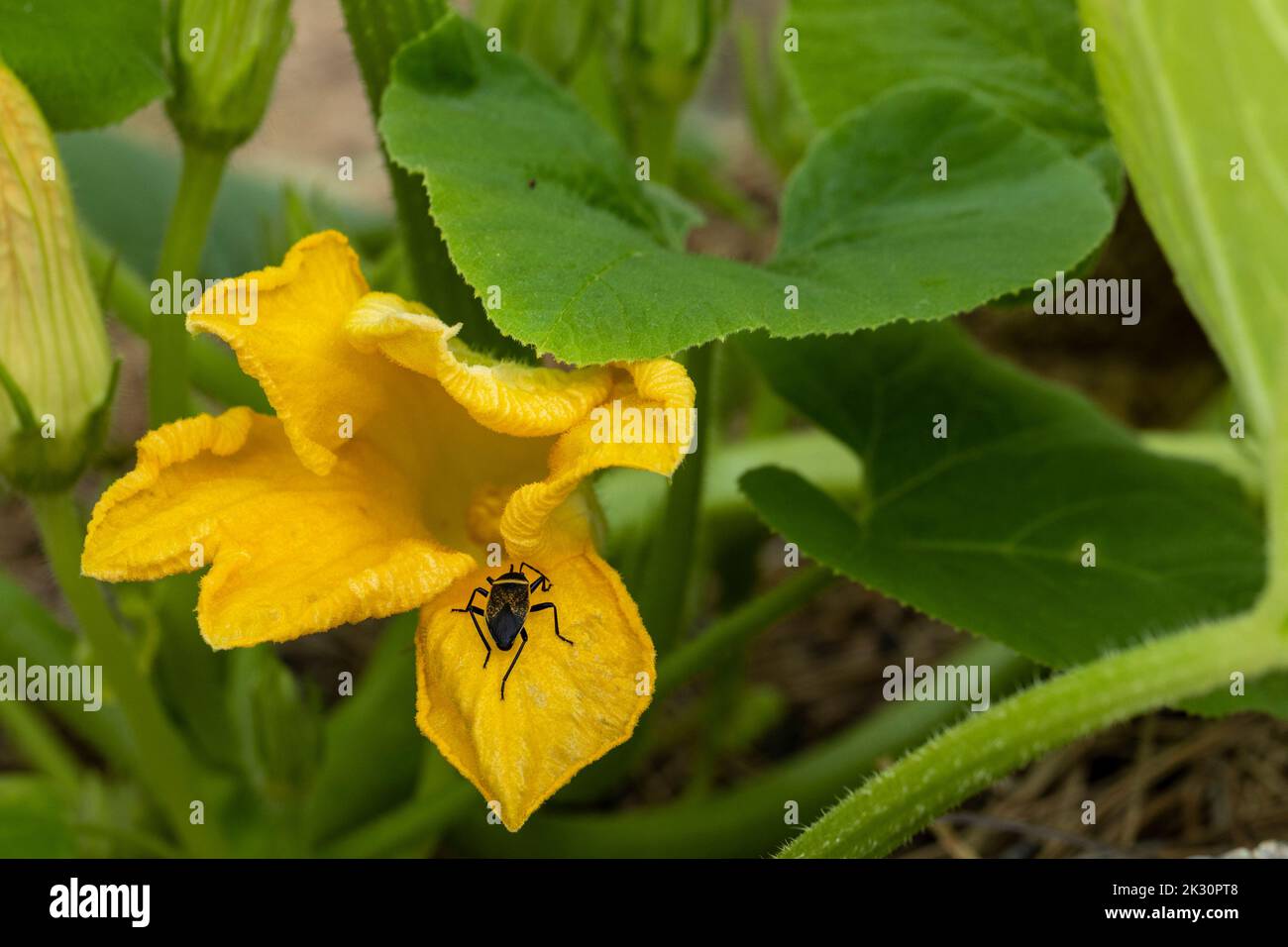 Largus cinctus -Fotos und -Bildmaterial in hoher Auflösung – Alamy