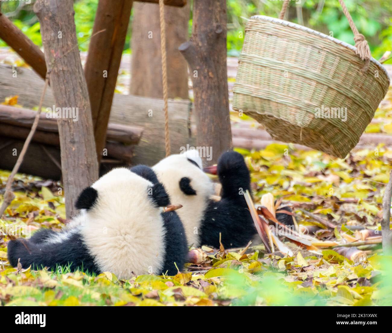 Bambus essen -Fotos und -Bildmaterial in hoher Auflösung – Alamy