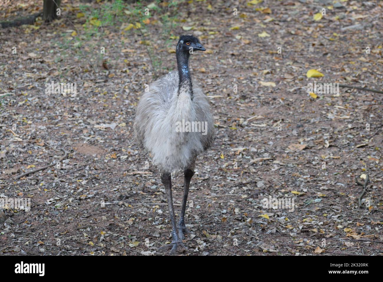 Emu jagd -Fotos und -Bildmaterial in hoher Auflösung – Alamy