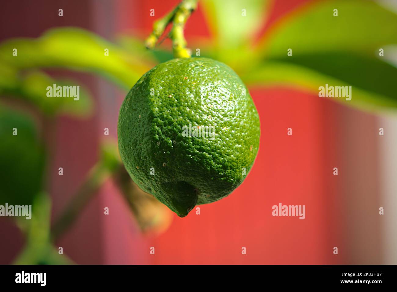 Strong acid -Fotos und -Bildmaterial in hoher Auflösung – Alamy