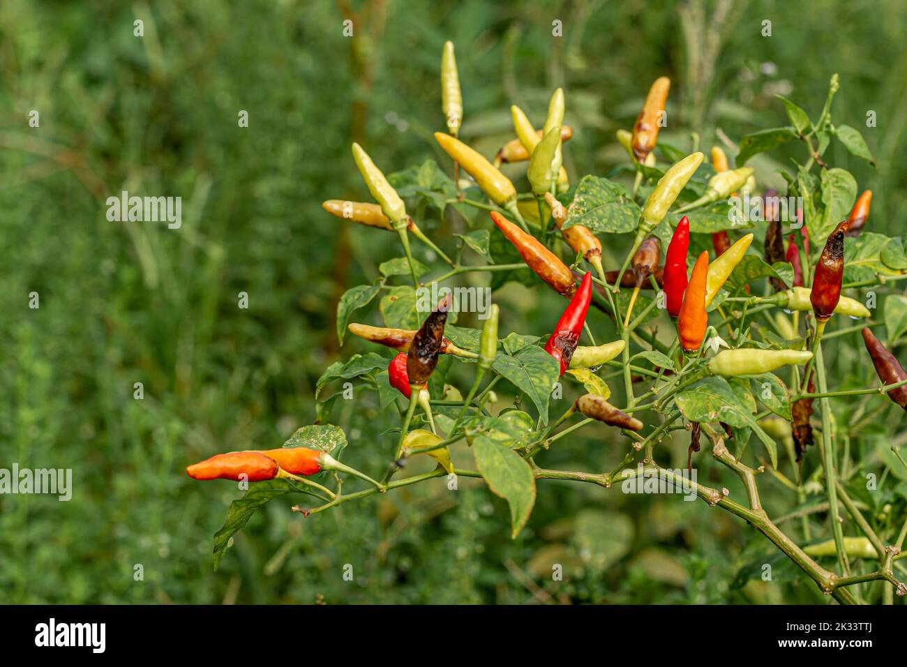 Rote und reife Chilischoten auf dem Baum, einige der Früchte sind von ...