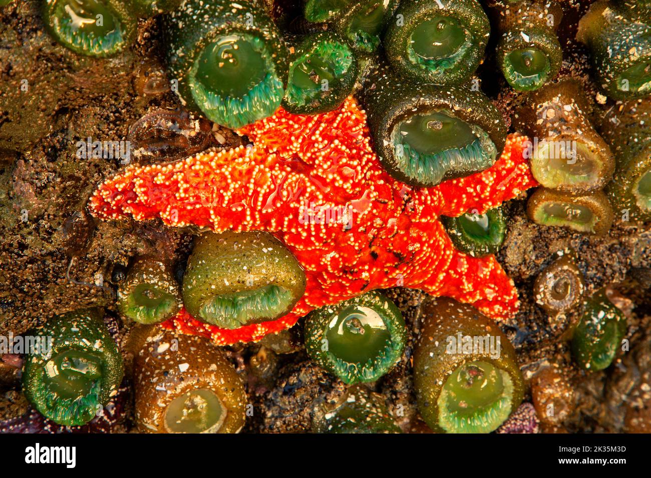 Riesen seestern -Fotos und -Bildmaterial in hoher Auflösung – Alamy