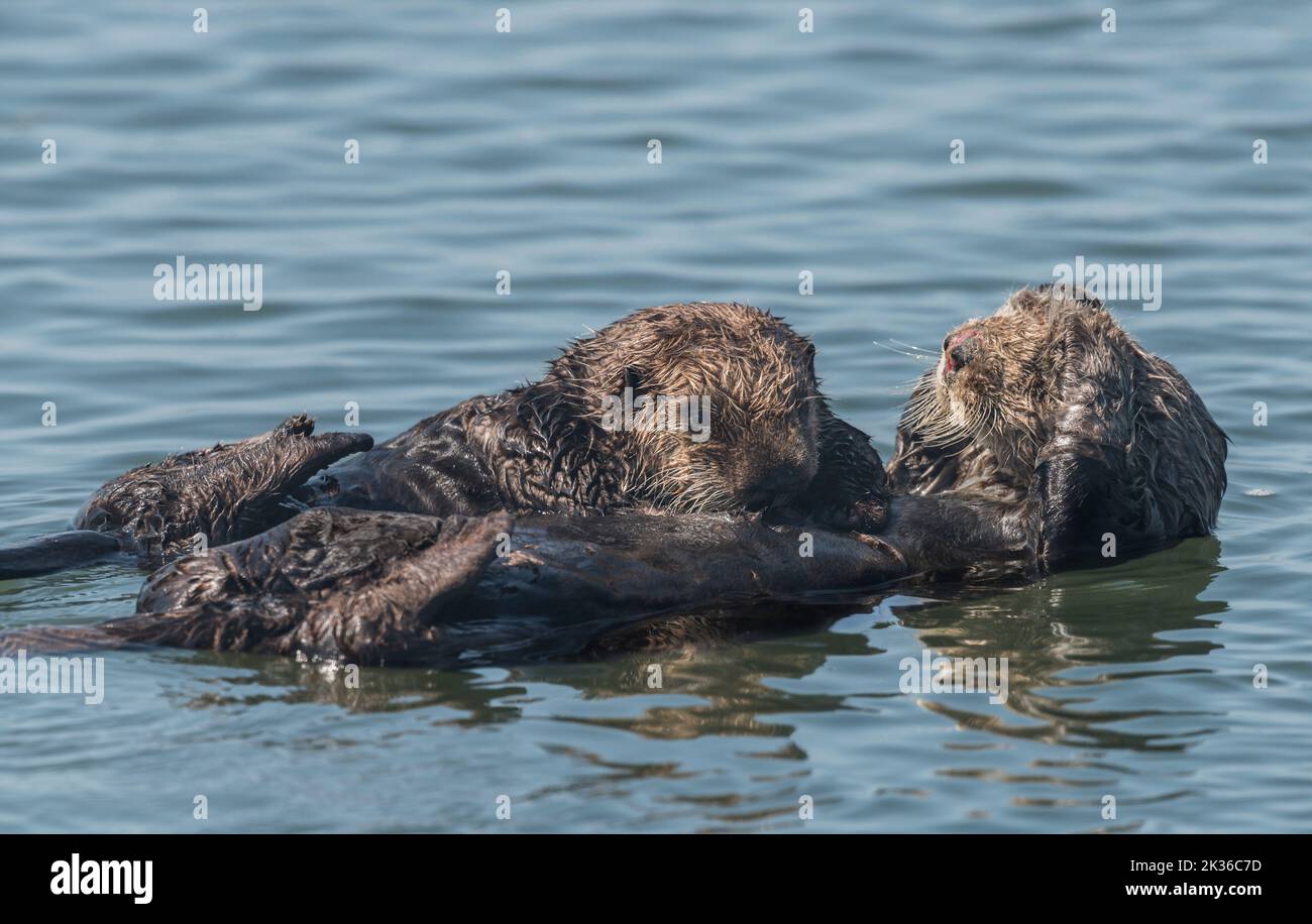 Visual rhythm -Fotos und -Bildmaterial in hoher Auflösung – Alamy