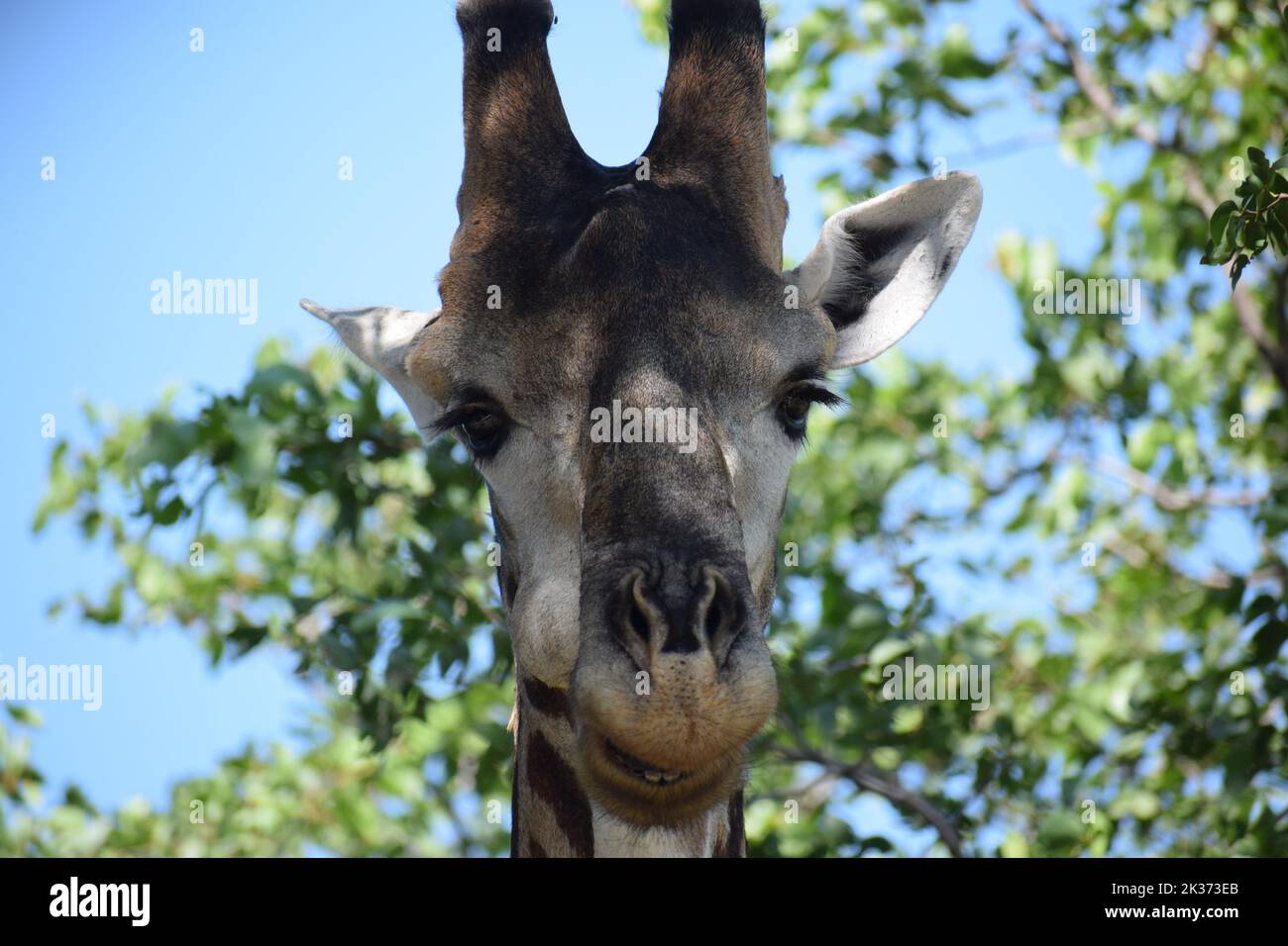 Klassische browser -Fotos und -Bildmaterial in hoher Auflösung – Alamy