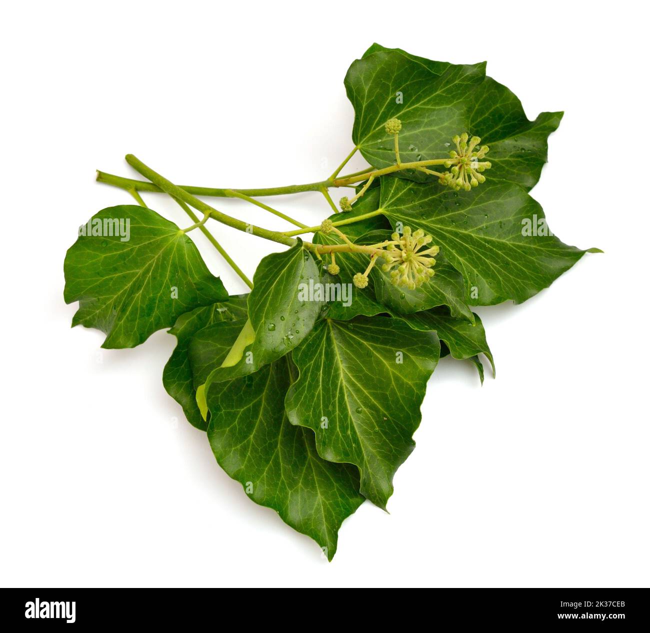 Efeu freigestellt -Fotos und -Bildmaterial in hoher Auflösung – Alamy