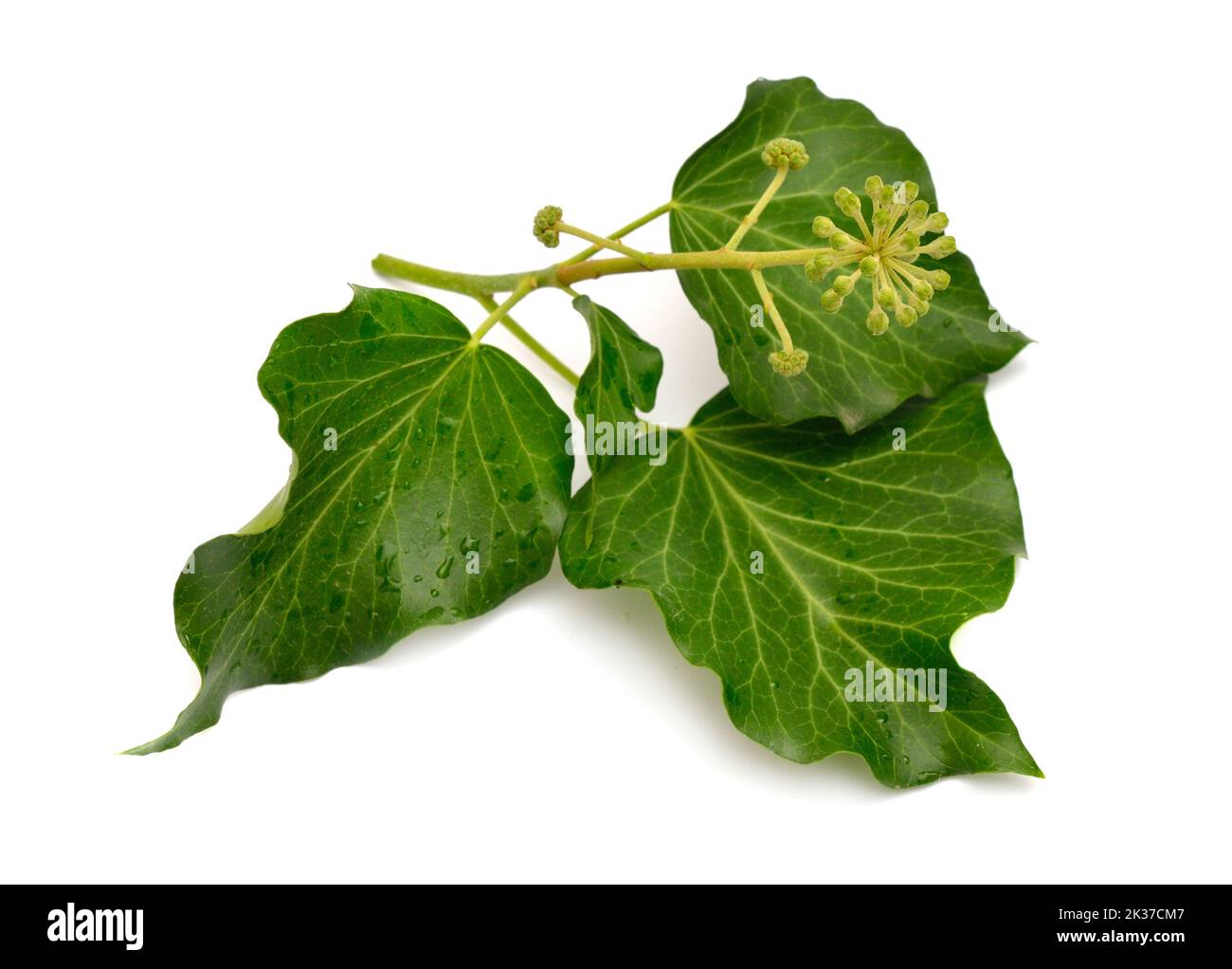 Efeu freigestellt -Fotos und -Bildmaterial in hoher Auflösung – Alamy