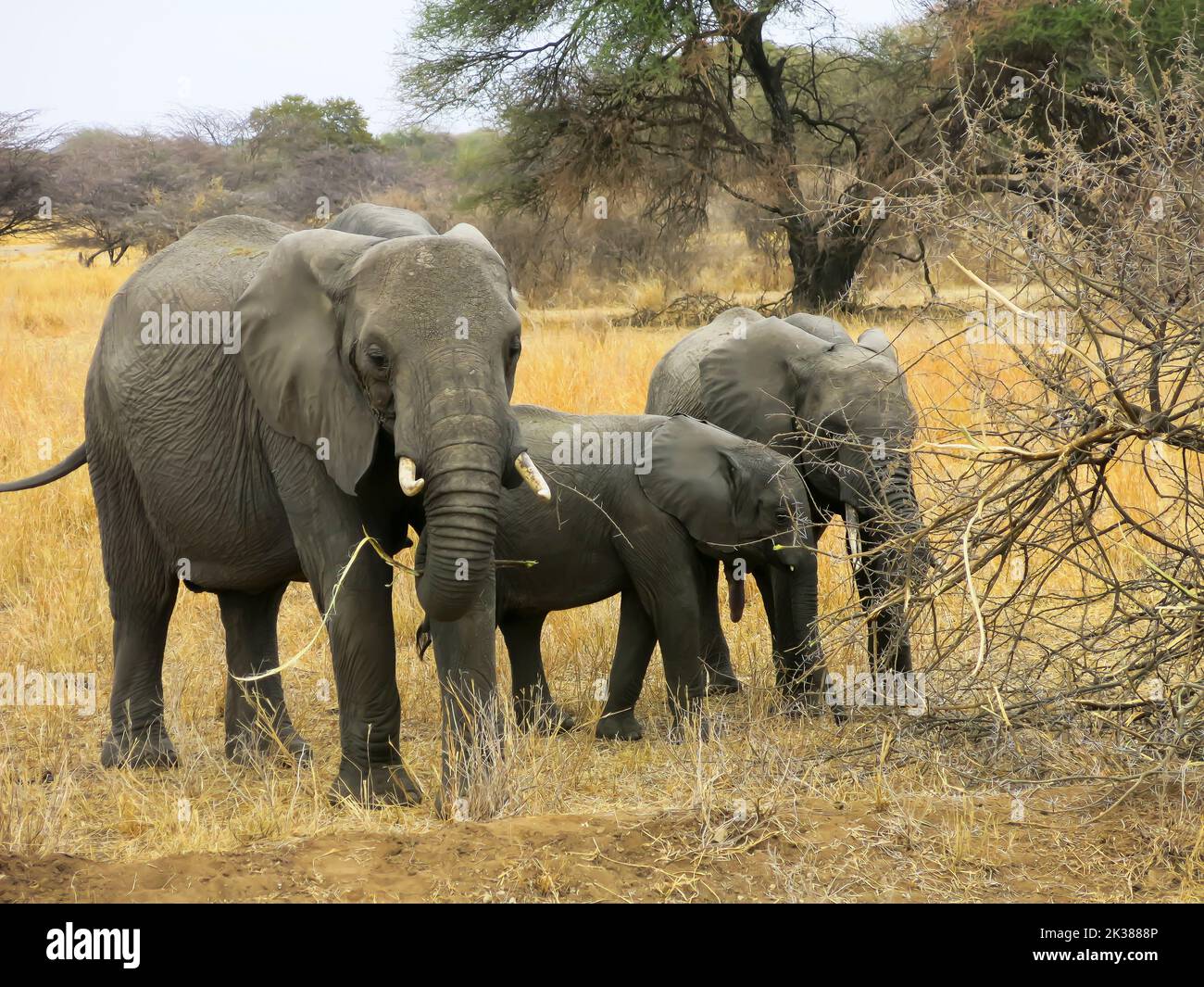 Elefant mit stamm im gras -Fotos und -Bildmaterial in hoher Auflösung ...