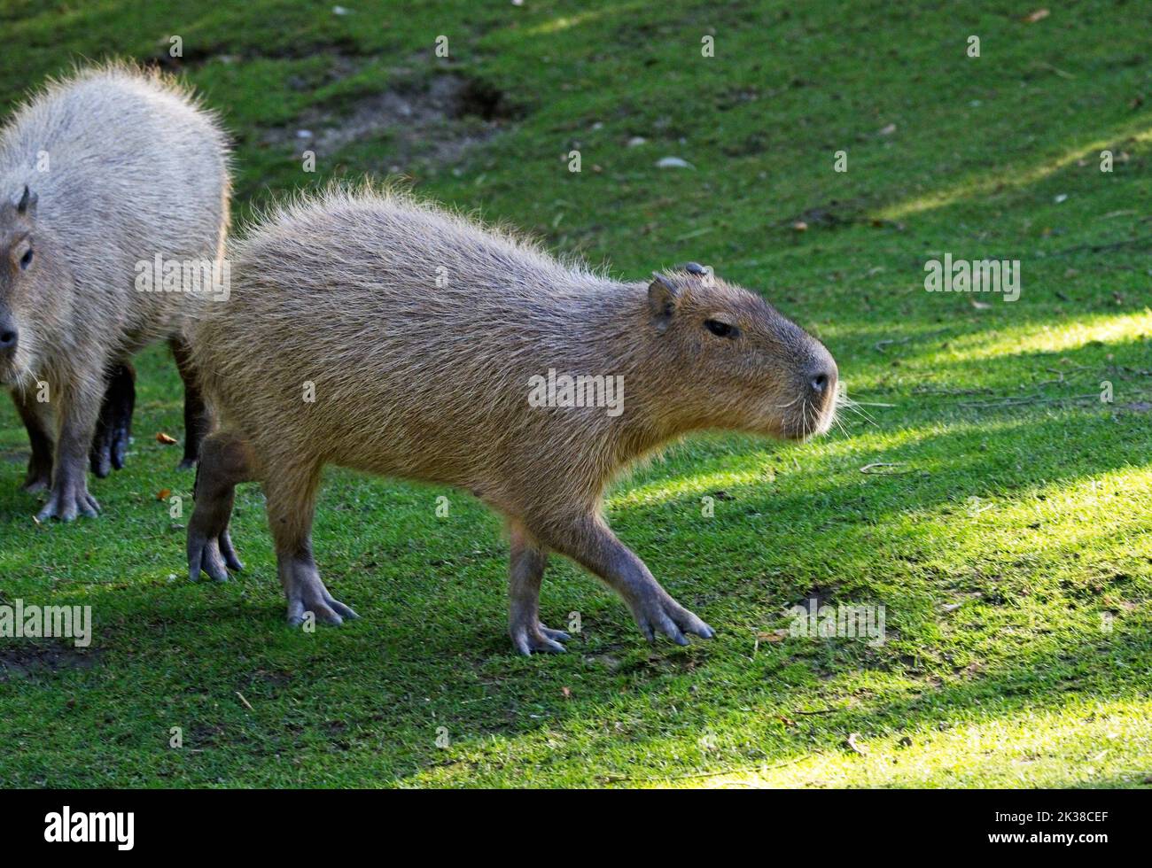 Capybara foto -Fotos und -Bildmaterial in hoher Auflösung – Alamy