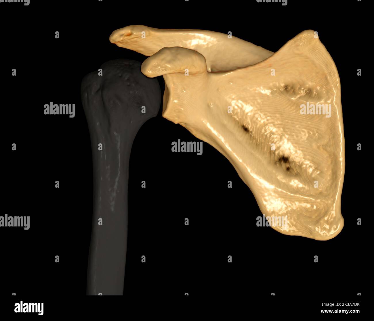 CT Shoulder 3D der Computertomographie Volumen-Rendering-Untersuchung ...