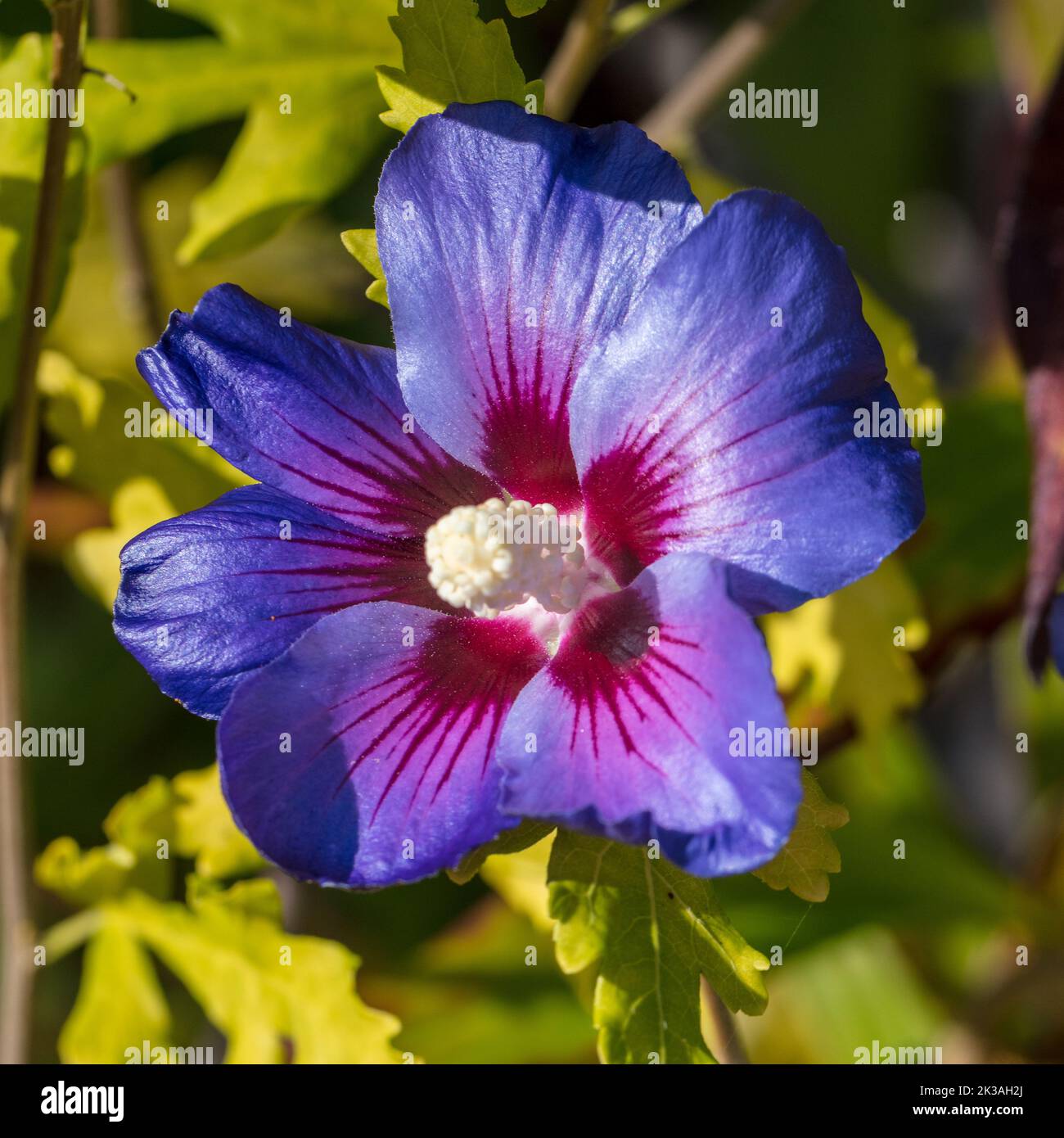 „Oiseau Bleu, Blue Bird“-Rose von Sharon, Frilandshibiskus (Hibiscus ...
