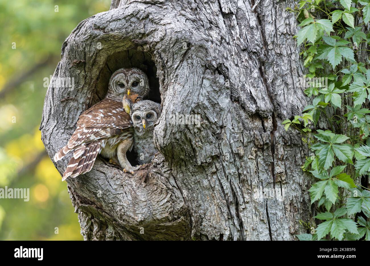 Blick der eule -Fotos und -Bildmaterial in hoher Auflösung – Alamy