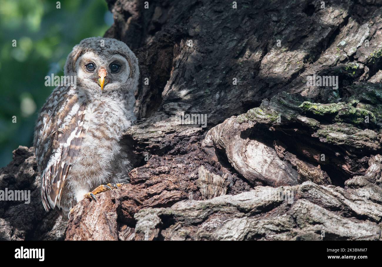 Eule baby -Fotos und -Bildmaterial in hoher Auflösung – Alamy