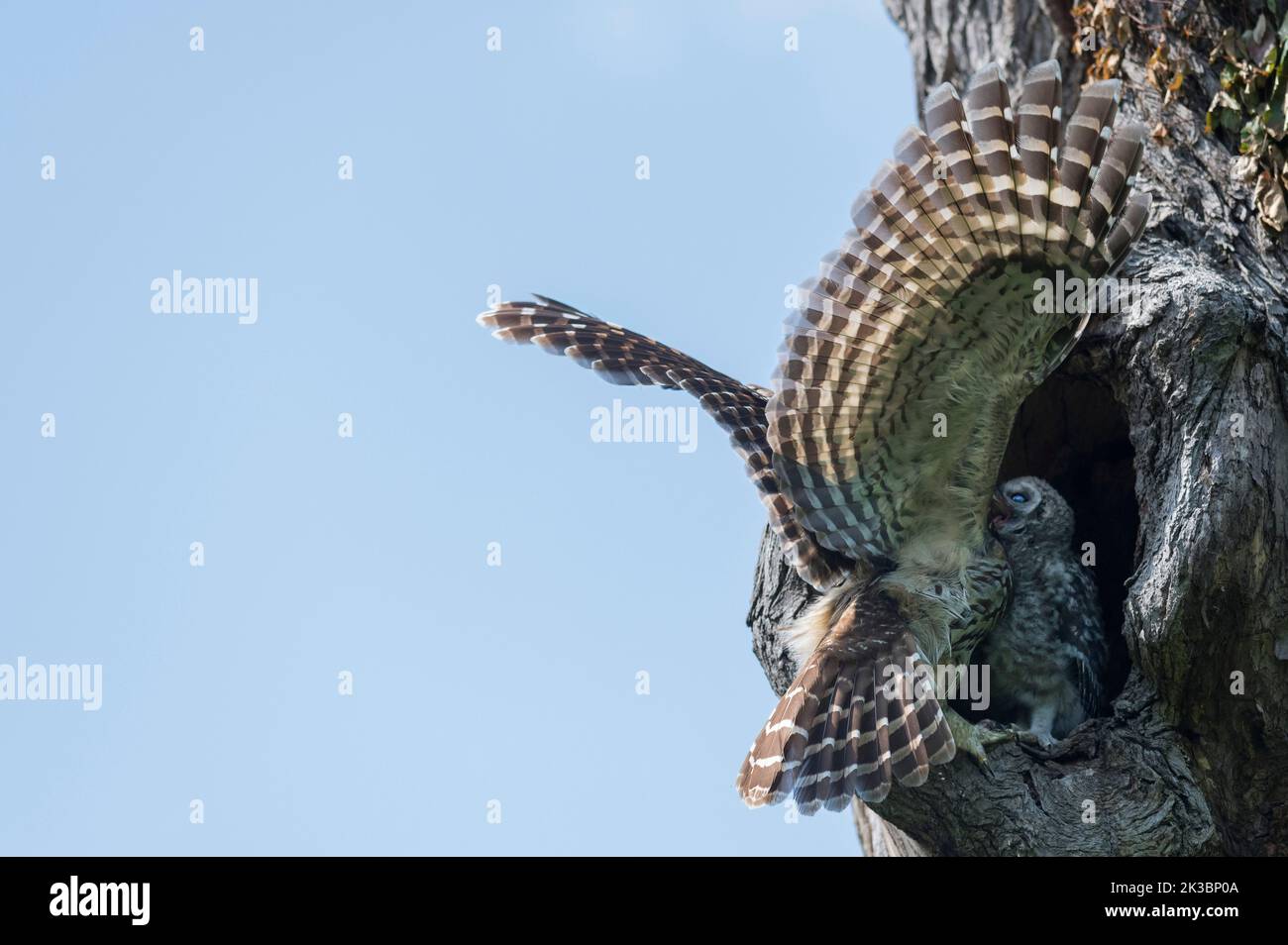 Eulen fliegen -Fotos und -Bildmaterial in hoher Auflösung – Alamy