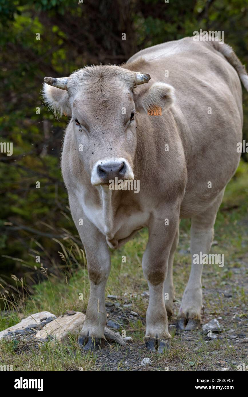 Eine Kuh in einem Wald im Naturpark Alt Pirineu (Pallars Sobirà, Lleida ...