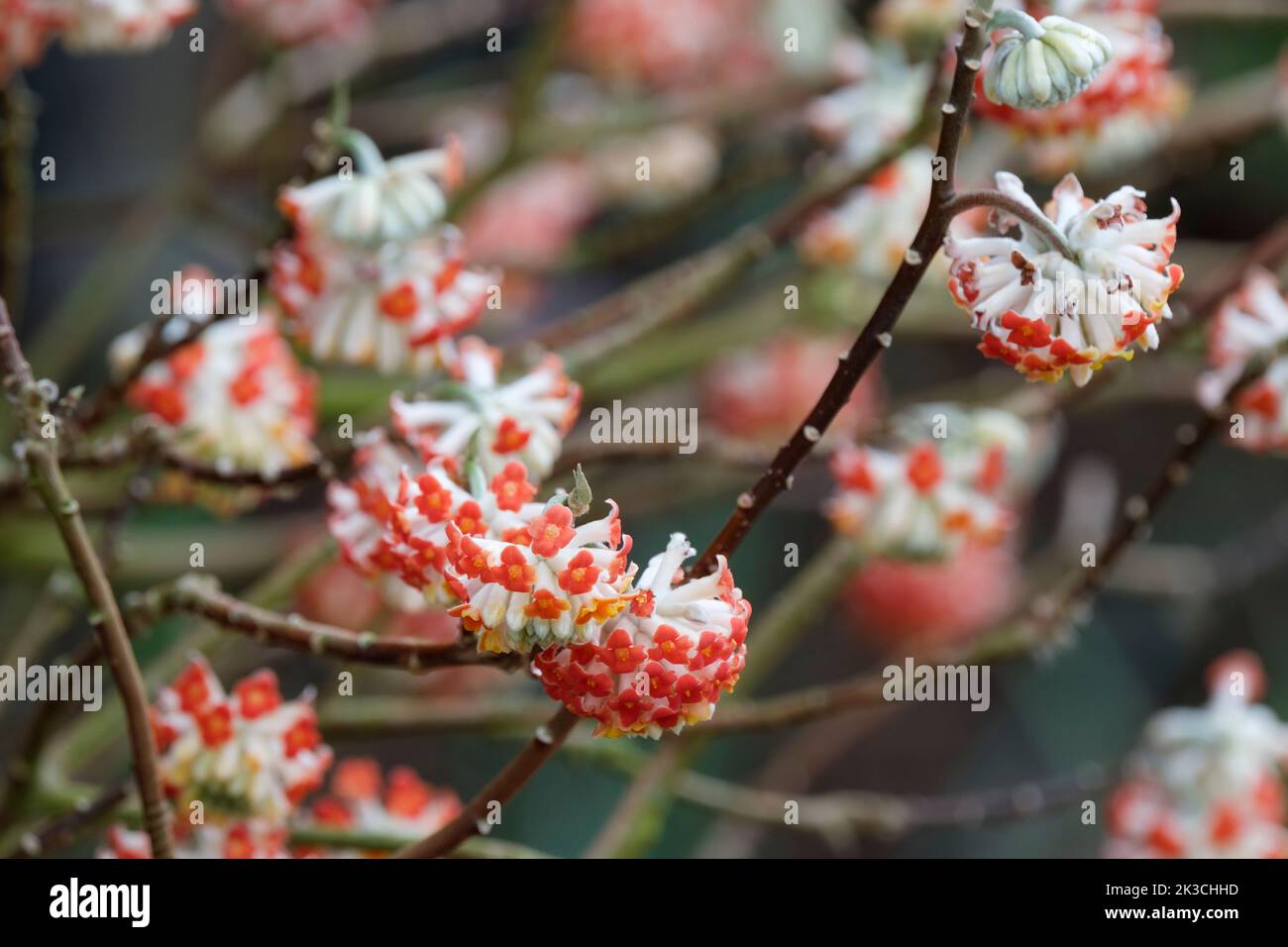 Edgeworthia chrysantha 'Red Dragon', Edgeworthia chrysantha 'Akebono ...
