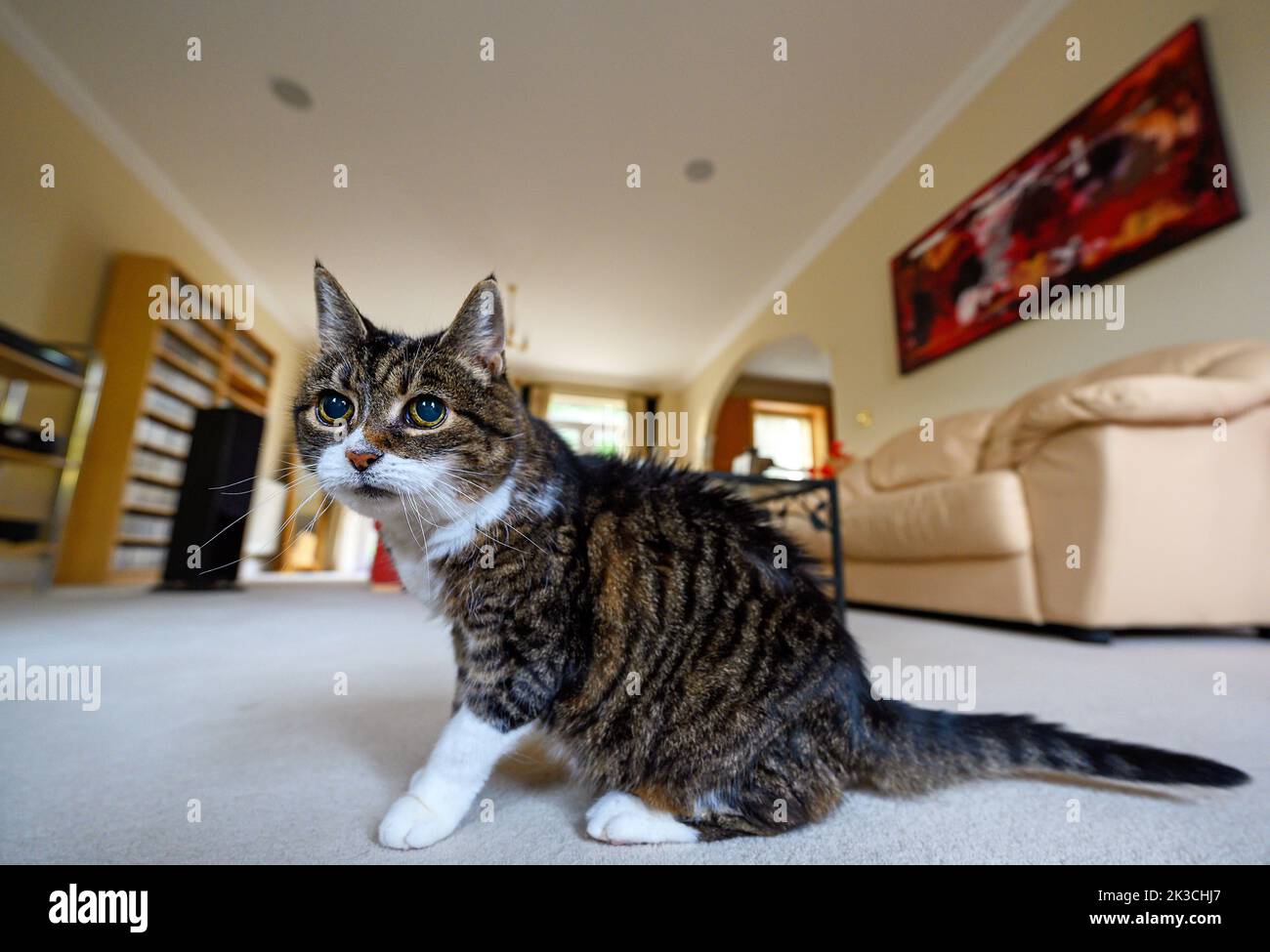 Eine Hauskatze in einer häuslichen Umgebung mit Weitwinkel-Blick auf ...