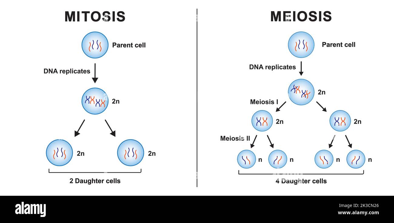 Meiosis vs mitosis -Fotos und -Bildmaterial in hoher Auflösung – Alamy