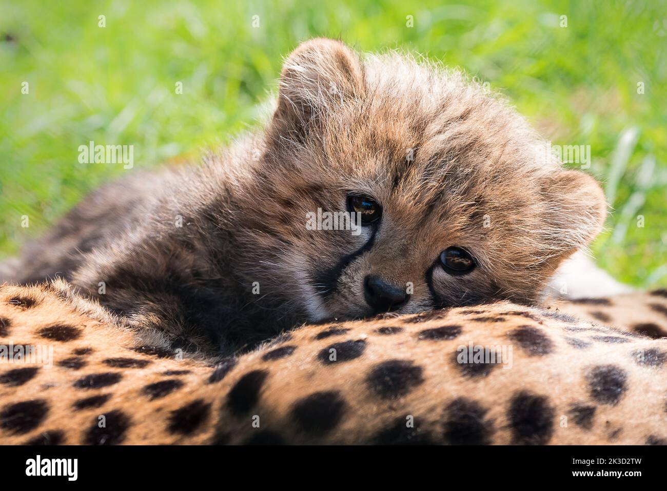Linda schmitt -Fotos und -Bildmaterial in hoher Auflösung – Alamy