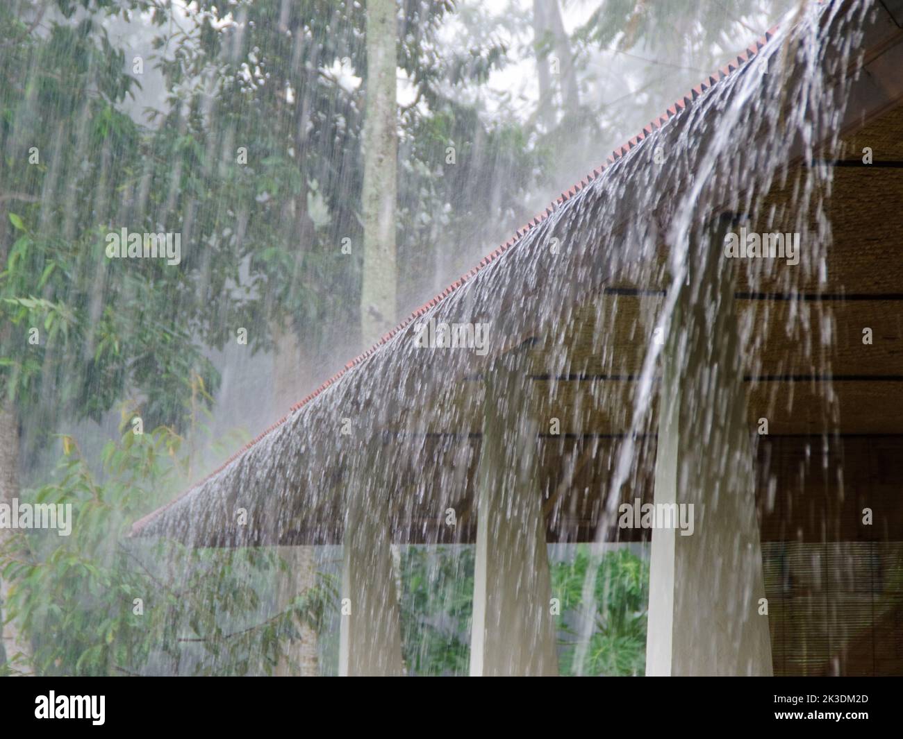 Regen Starkregen bei einem Parkregen im Wald Regen im Wald Starkregen ...
