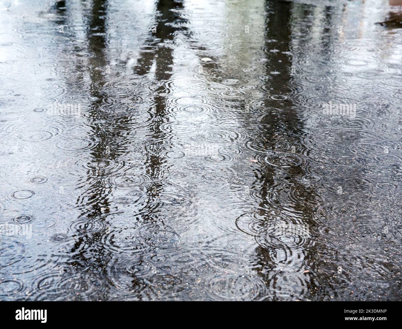 Regen Starkregen bei einem Parkregen im Wald Regen im Wald Starkregen in den Wäldern ...