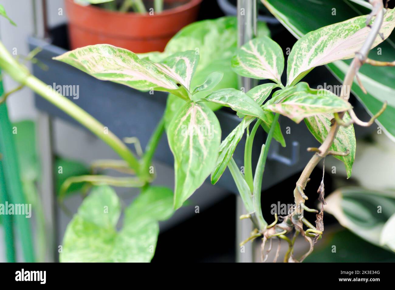 Tricolor nephthytis -Fotos und -Bildmaterial in hoher Auflösung – Alamy