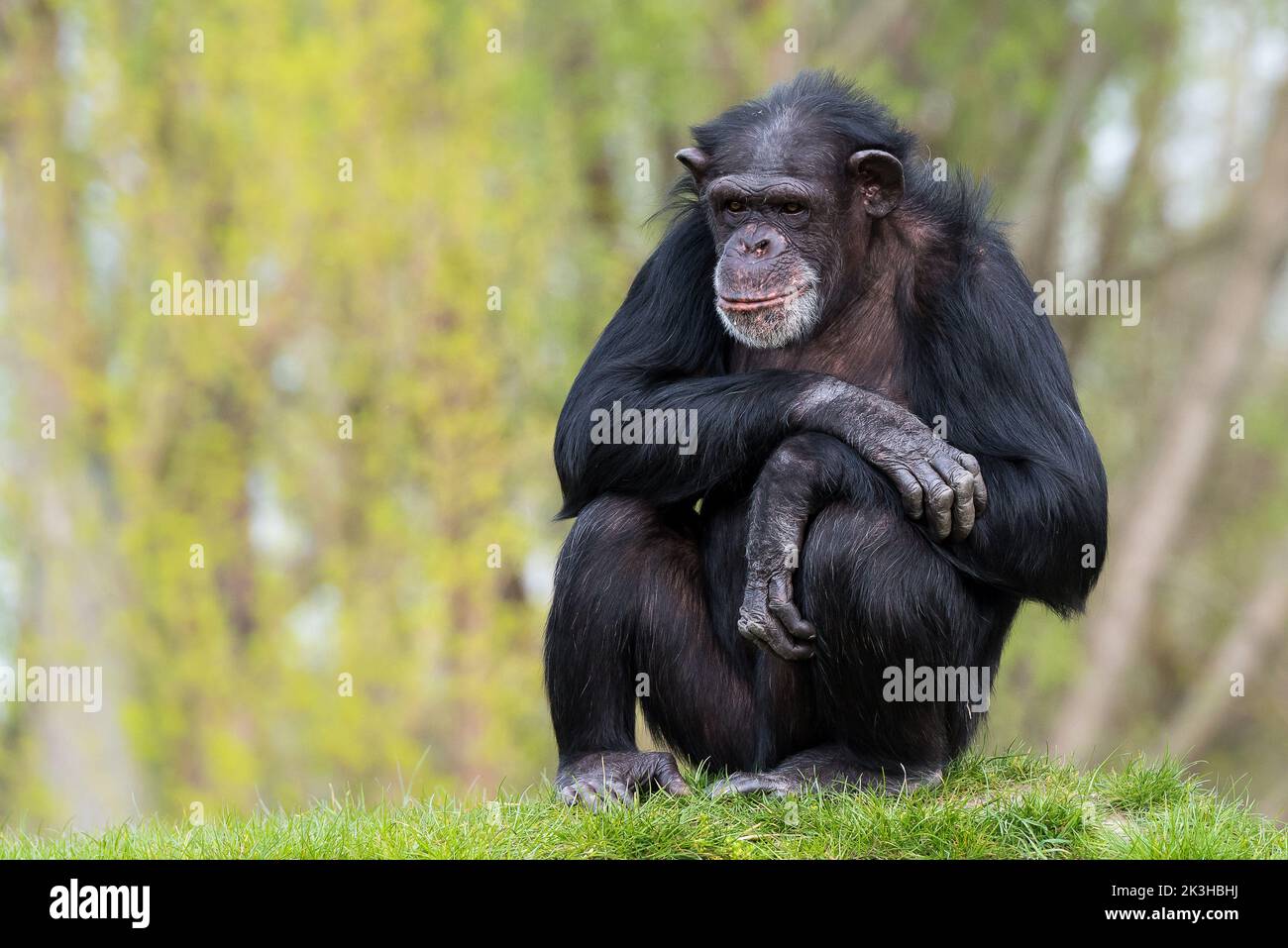 Chimpanzee sitting -Fotos und -Bildmaterial in hoher Auflösung – Alamy