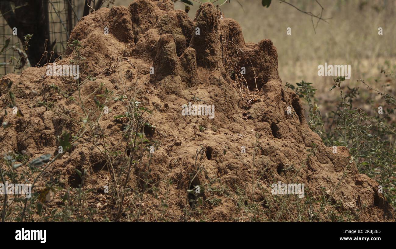 Termite heap -Fotos und -Bildmaterial in hoher Auflösung – Alamy