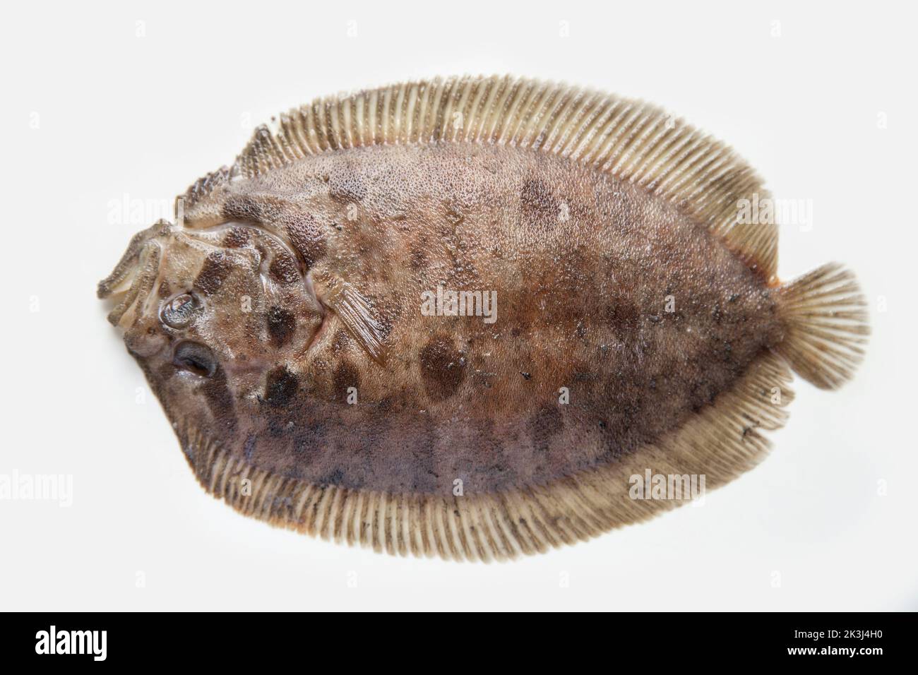 Z punctatus -Fotos und -Bildmaterial in hoher Auflösung – Alamy