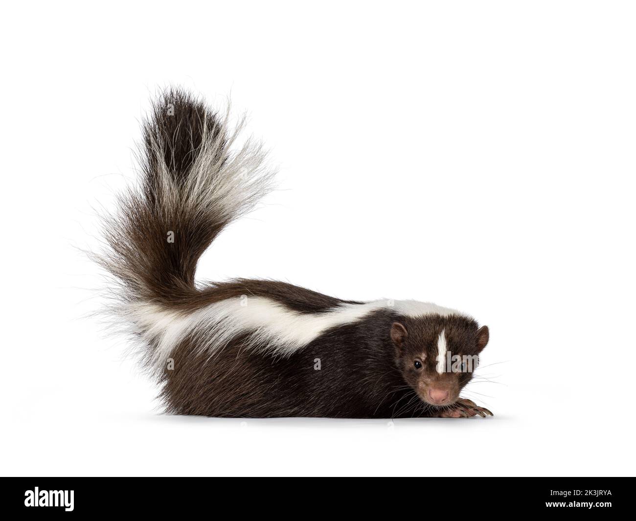 Niedliches klassisches Braun mit weiß gestreiftem jungen Skunk aka ...