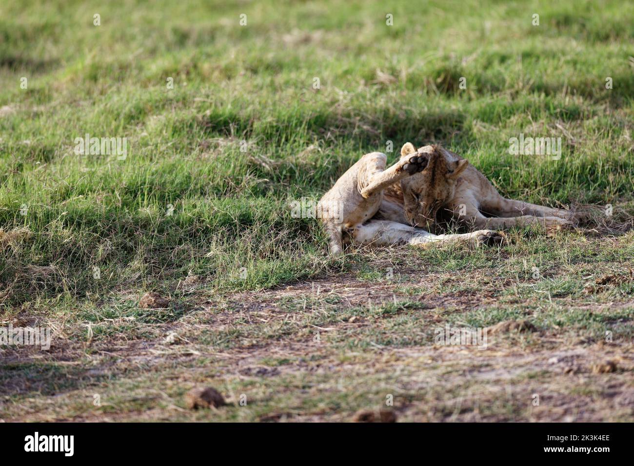 Eine junge, magere Löwin, die sich auf dem Rasen im Amboseli National ...