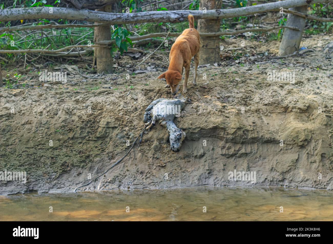 Jagdverhalten von hunden -Fotos und -Bildmaterial in hoher Auflösung ...
