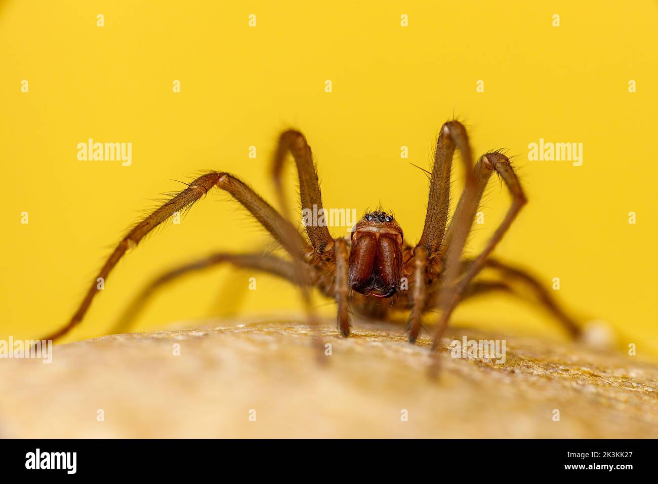 Domestic house spider -Fotos und -Bildmaterial in hoher Auflösung – Alamy