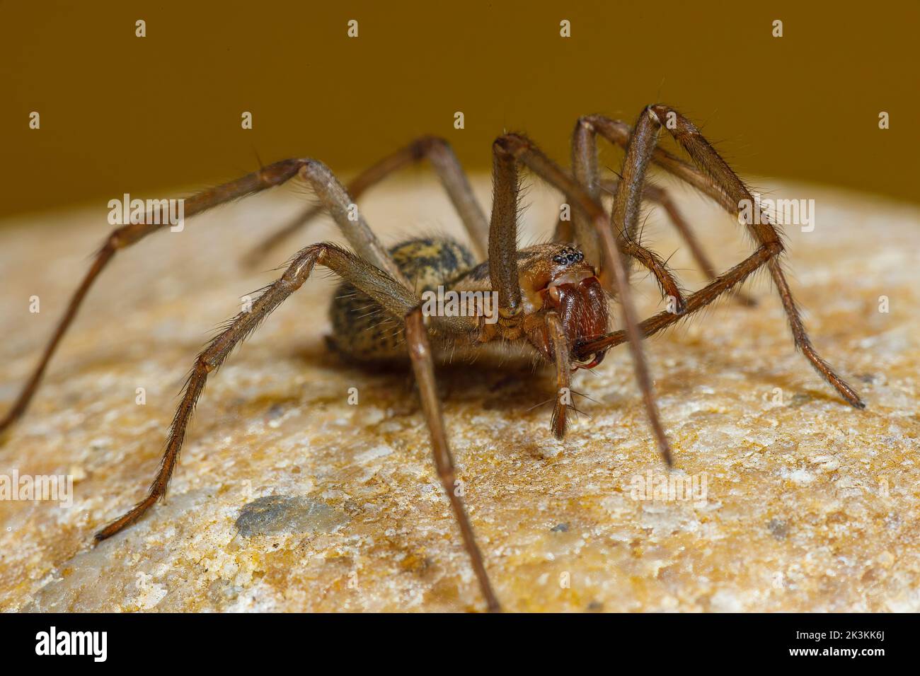 Domestic house spider -Fotos und -Bildmaterial in hoher Auflösung – Alamy