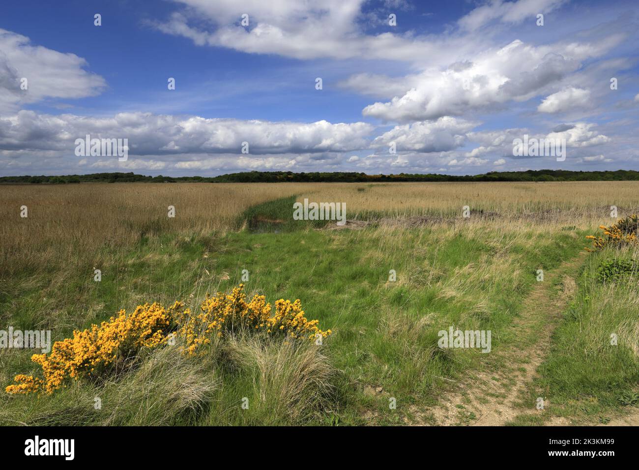 Blick über das Dingle Great Hill Nature Reserve, Dunwich Village ...