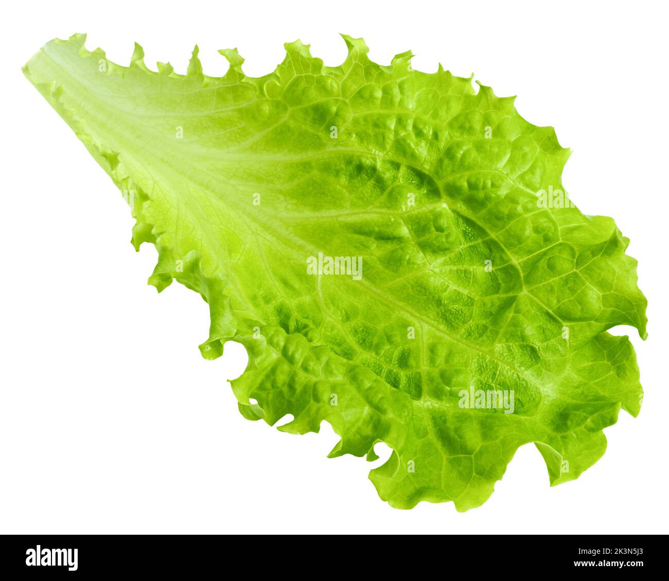 Salatblatt, Salat, isoliert auf weißem Hintergrund, Schnittpfad, volle ...