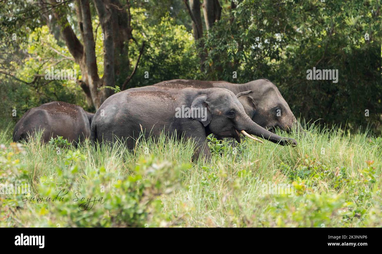 Elefanten in der liebe -Fotos und -Bildmaterial in hoher Auflösung – Alamy