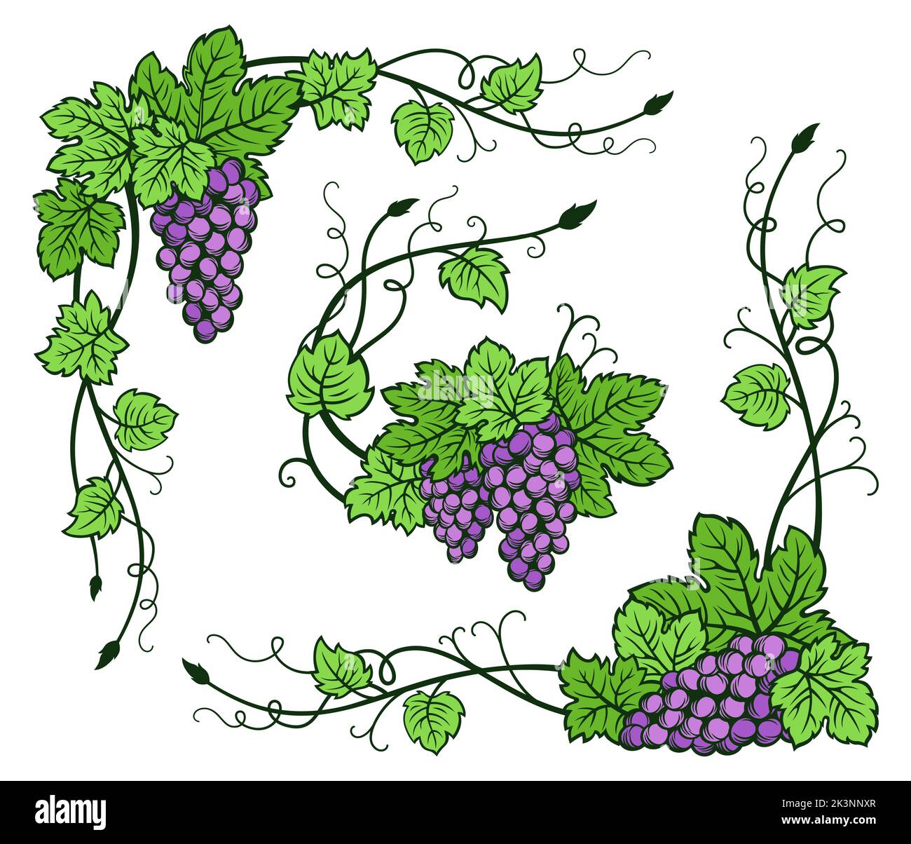 Weinrebe Ecke Trauben vintage set. Skizze handgezeichnete Tinte Umriss ...