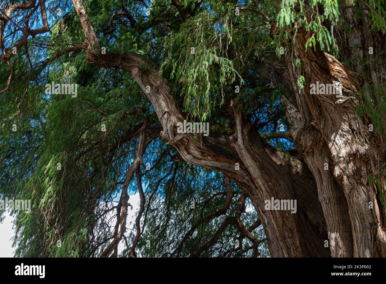 Der tule baum -Fotos und -Bildmaterial in hoher Auflösung – Alamy