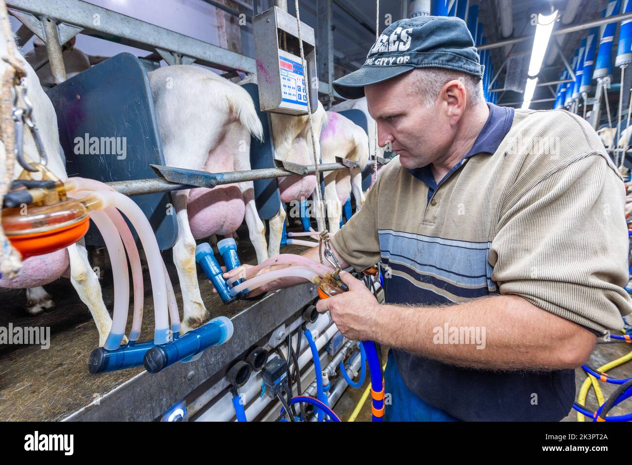 Glasin, Deutschland. 22. September 2022. Jarek Bilda melkt die Ziegen ...