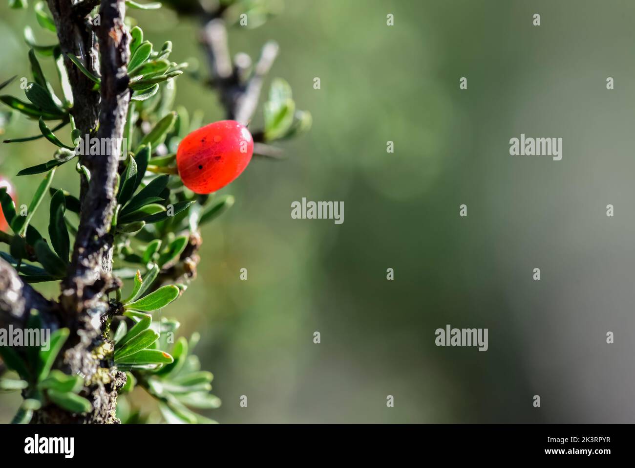 Wildfrüchte in Calden Forest environement, Piquillin, Condalia ...